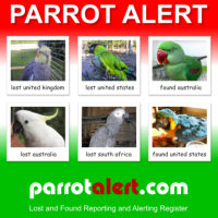Lost and Found Parrots / Birds - Parrot / Bird Reporting and Alerting ...