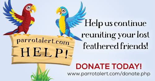 Lost and Found Parrots / Birds - Parrot / Bird Reporting and Alerting ...