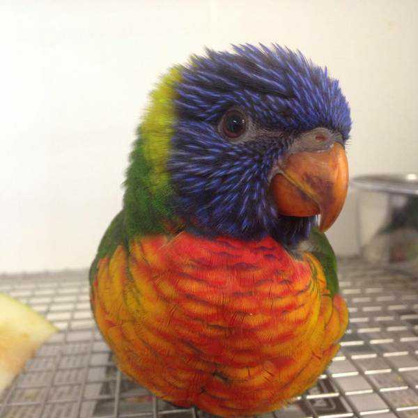 Found Lory / Lorikeet Parrot / Bird New Farm, Queensland, QLD ...