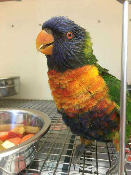 Found Lory / Lorikeet Parrot / Bird Stafford Heights, Queensland, QLD ...