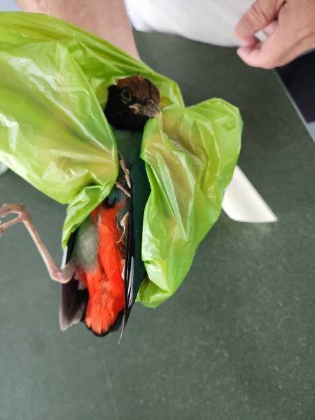 Found Bird / Parrot Parrot / Bird Hougang, Singapore - F85907