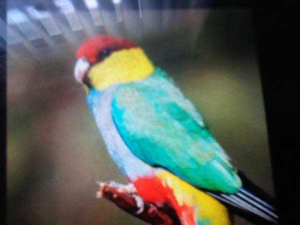 Lost Parakeet Parrot / Bird Alsager, Cheshire East, United Kingdom - L17579