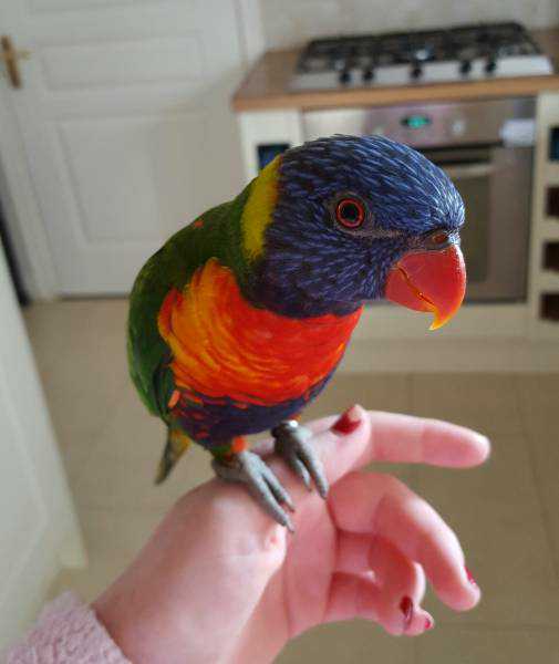 Lost Lory / Lorikeet Parrot / Bird Celbridge, Kildare, Ireland - L21136