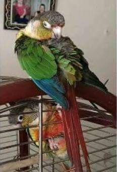 Lost Conure Parrot / Bird Redland, City of Bristol, England, United ...