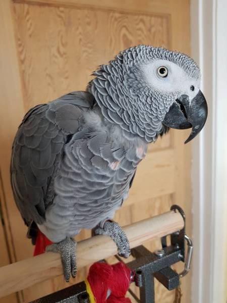 Lost African Grey Parrot / Bird Leagrave, Luton, Bedfordshire, England ...