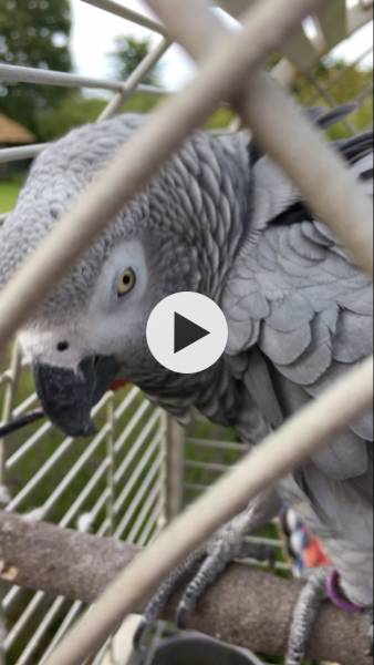 Lost African Grey Parrot / Bird Bathealton, Somerset, England, United ...