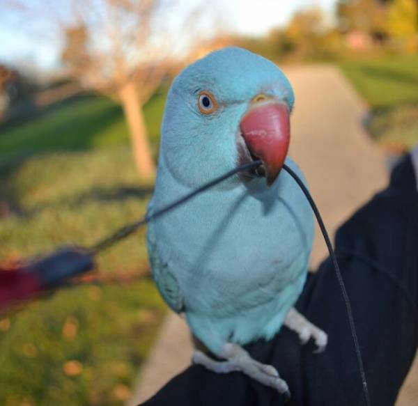 Lost Indian Ringneck Parakeet Parrot / Bird Pakenham, Victoria, VIC ...
