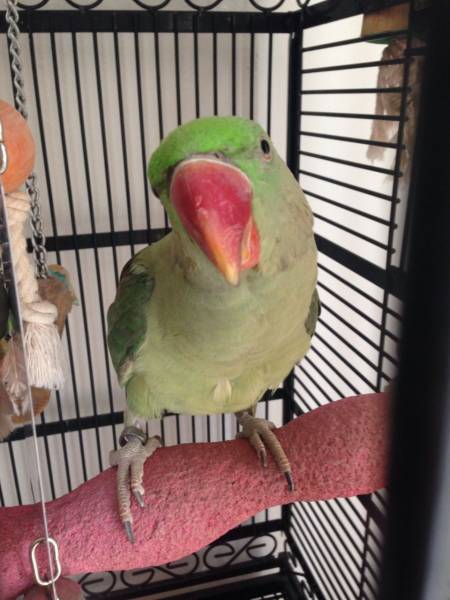 Lost Alexandrine Parrot / Bird Harrow, Greater London, England, United ...