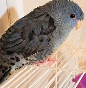 Grey Lineolated Parakeet